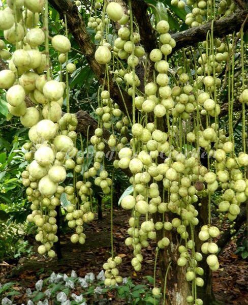 Cây dâu đất - Dương Lan Garden - Thế Giới Cây Văn Phòng